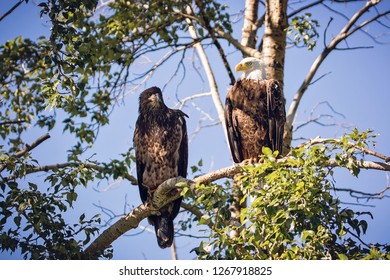 Bald Eagle Parent Eaglet Stock Photo 1267918825 | Shutterstock