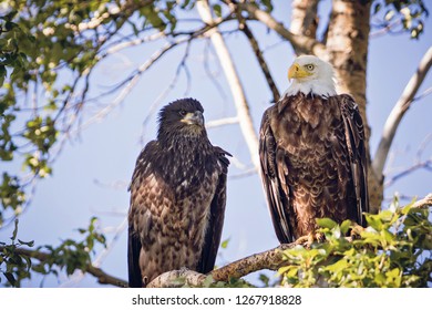 Bald Eagle Parent Eaglet Stock Photo 1267918828 | Shutterstock