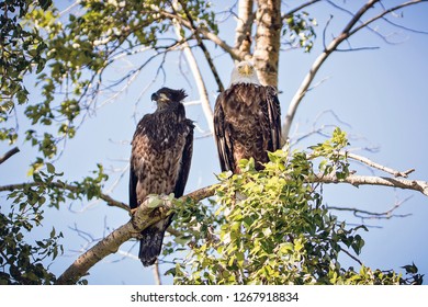 Bald Eagle Parent Eaglet Stock Photo 1267918834 | Shutterstock