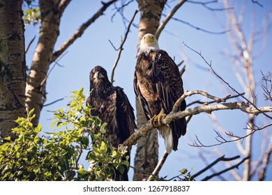 Bald Eagle Parent Eaglet Stock Photo 1267918837 | Shutterstock