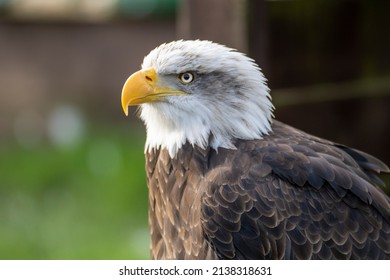 Bald Eagle Partial Side Profile Stock Photo 2138318631 | Shutterstock