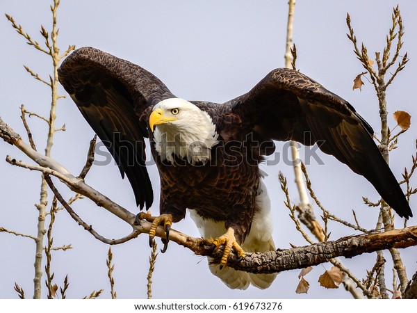 Bald Eagle Perched Stock Photo 619673276 | Shutterstock