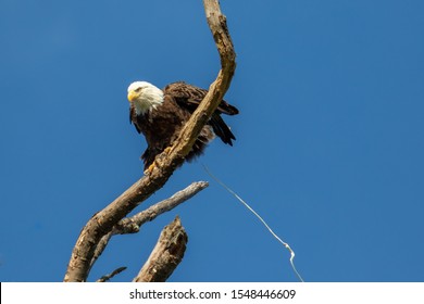 611 Bird poop isolated Images, Stock Photos & Vectors | Shutterstock