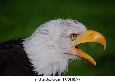 289 Crying eagle Stock Photos, Images & Photography | Shutterstock