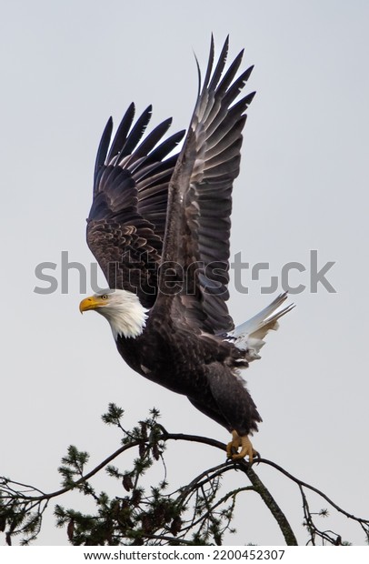 Bald Eagle Preparing Take Off Into Stock Photo 2200452307 | Shutterstock