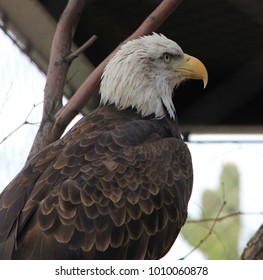 Bald Eagle Profile Stock Photo 1010060878 | Shutterstock