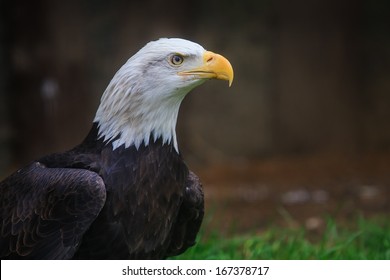 Bald Eagle Profile Stock Photo (Edit Now) 167378717