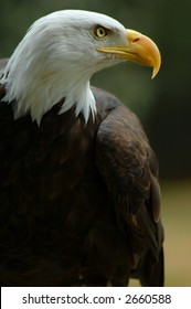 Bald Eagle Profile Stock Photo 2660588 | Shutterstock