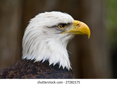 Bald Eagle Profile Stock Photo (Edit Now) 27282175