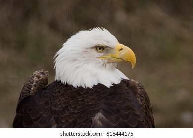 Bald Eagle Profile Stock Photo 616444175 | Shutterstock