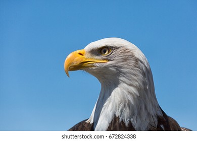 Bald Eagle Profile Looking Left Against Stock Photo 672824338 ...