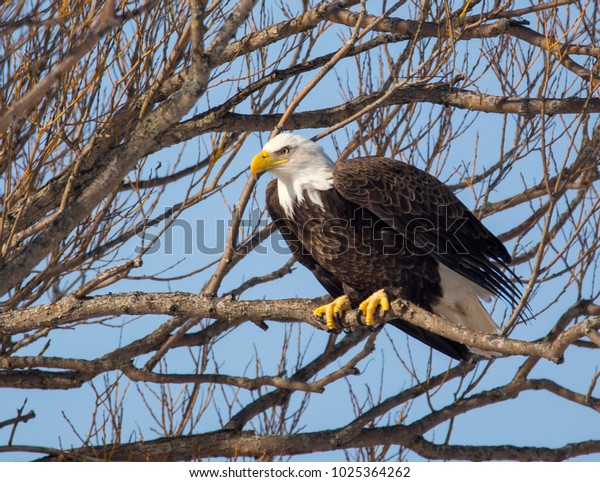 Bald Eagle Ready Flight Stock Photo 1025364262 | Shutterstock