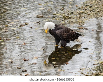 2,359 Eagle reflection water Images, Stock Photos & Vectors | Shutterstock
