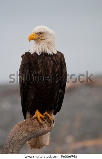856 imagens de Bald eagle resting Imagens, fotos stock e vetores ...