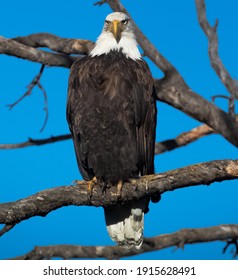 Bald Eagle Roosting Tree Stock Photo 1915628491 | Shutterstock