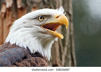 Bald Eagle Screaming Stock Photo 108536087 | Shutterstock