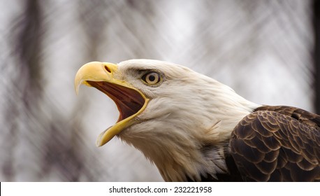 Bald Eagle Screaming Stock Photo (Edit Now) 232221958