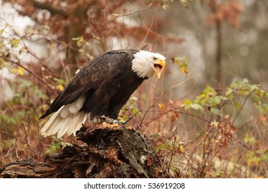 American Bald Eagle Mouth Wide Open库存照片911430 | Shutterstock