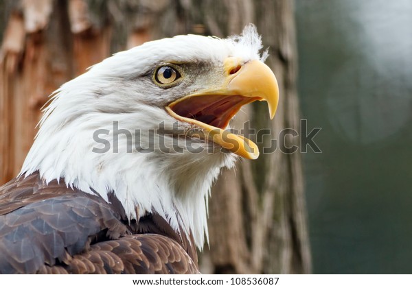 Bald Eagle Screaming Stock Photo 108536087 | Shutterstock