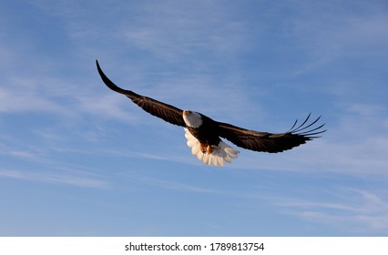 Screaming Eagle Flying Towards Camera Stock Photo 1416373070 | Shutterstock