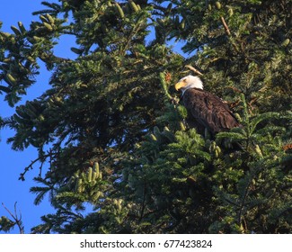 Bald Eagle Sleeping Tree Stock Photo 677423824 | Shutterstock