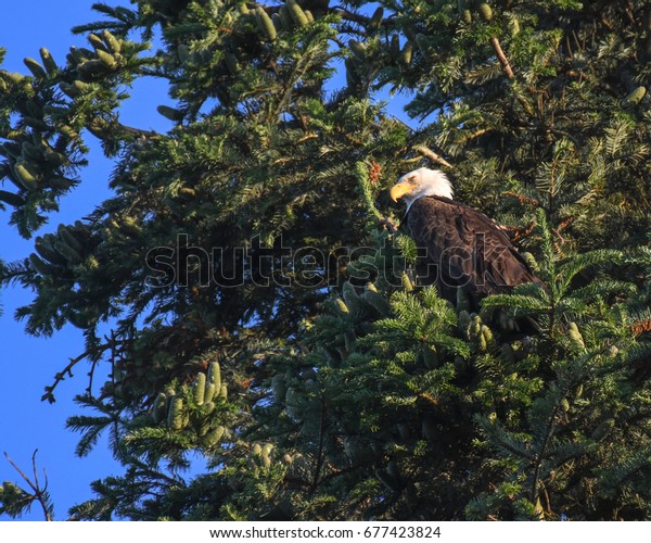 Bald Eagle Sleeping Tree Stock Photo 677423824 | Shutterstock