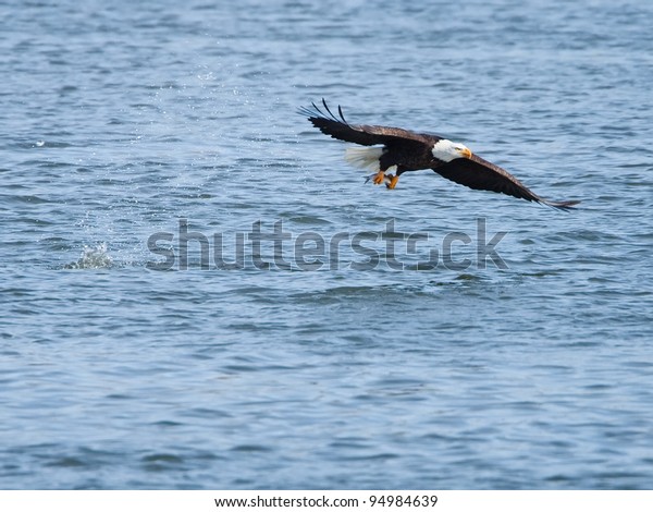 Bald Eagle Snatching Fish Water Foto de stock 94984639 | Shutterstock