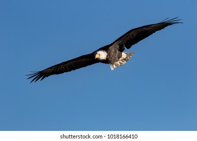 Bald Eagle Soaring Stock Photo 1018166410 | Shutterstock