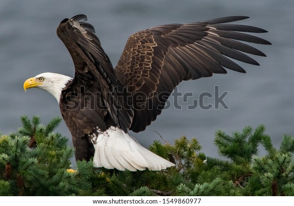 Bald Eagle Stretches Wings While Perched Stock Photo (Edit Now) 1549860977
