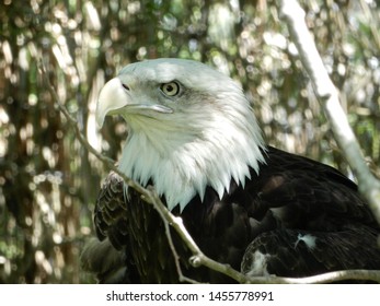 Bald Eagle Striking Pose Stock Photo 1455778991 | Shutterstock