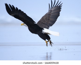 507 Bald eagle taking off Images, Stock Photos & Vectors | Shutterstock