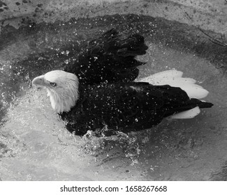 Bald Eagle Taking Bath Stock Photo 1658267668 | Shutterstock