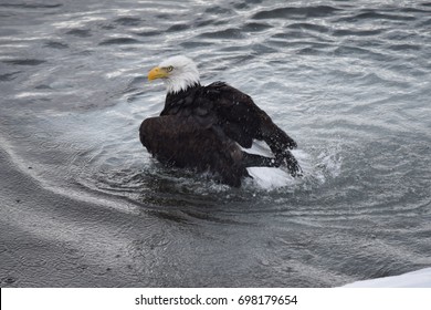 Bald Eagle Taking Bath Stock Photo 698179654 | Shutterstock