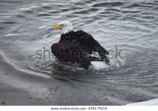 Bald Eagle Taking Bath Stock Photo 698179654 | Shutterstock