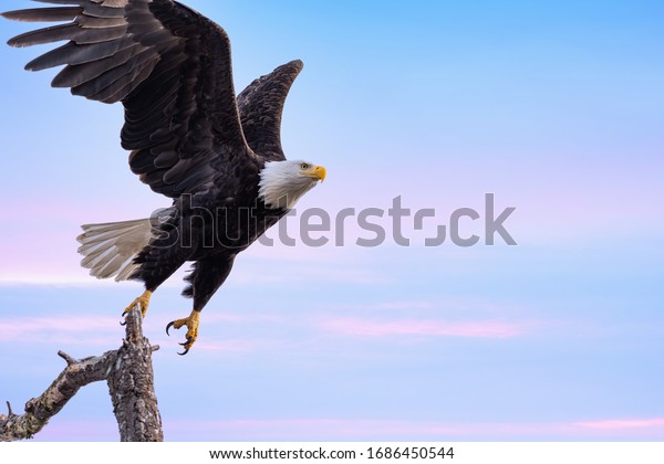 Bald Eagle Taking Flight Stock Photo (Edit Now) 1686450544
