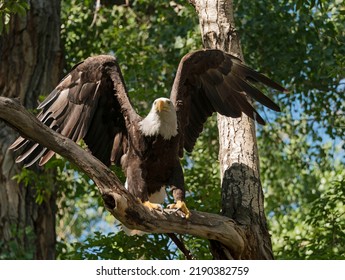 Bald Eagle Taking Flight Tree Branch Stock Photo 2190382759 | Shutterstock