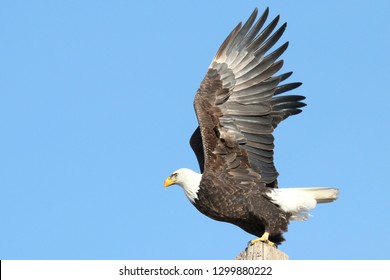 507 Bald eagle taking off Images, Stock Photos & Vectors | Shutterstock