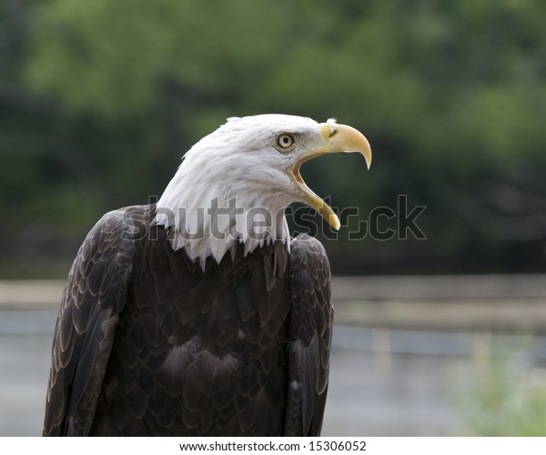 Bald Eagle Talking Stock Photo 15306052 | Shutterstock
