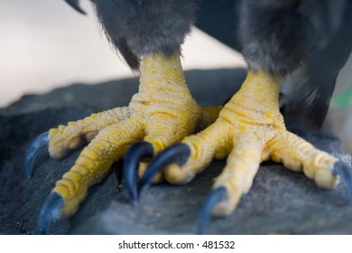 7,493 imágenes de Bald eagle talons - Imágenes, fotos y vectores de ...