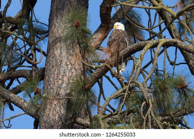 Bald Eagle Tree Stock Photo 1264255033 | Shutterstock