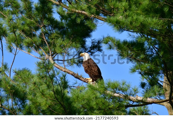 Bald Eagle Tree Stock Photo 2177240593 | Shutterstock