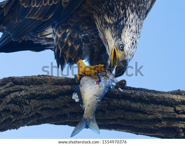 Bald Eagle Tree Eating Fish Stock Photo (Edit Now) 1554970376