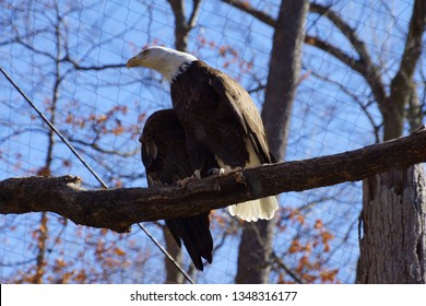 116 imágenes de Bald eagle looking back - Imágenes, fotos y vectores de ...