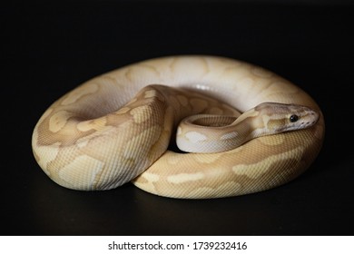 Ball Python Curled On Black Background Stock Photo 1739232416 ...