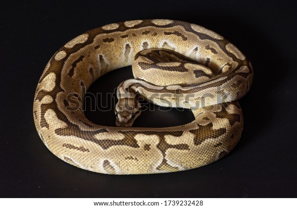 Ball Python Curled On Black Background Stock Photo 1739232428 ...