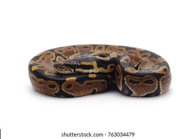 Python Royal Python Eating Mouse Ball Stock Photo 235559287 | Shutterstock