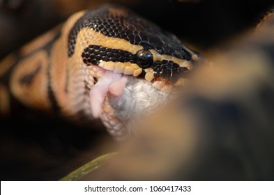 127 Normal ball python Images, Stock Photos & Vectors | Shutterstock