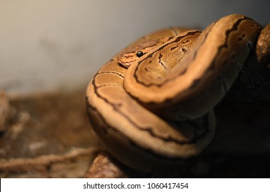Ball Python Nonvenomous Constrictor Python Regius Stock Photo ...