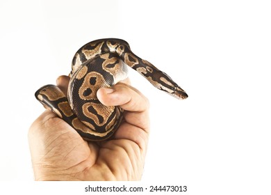Python Royal Python Eating Mouse Ball Stock Photo 235529770 | Shutterstock