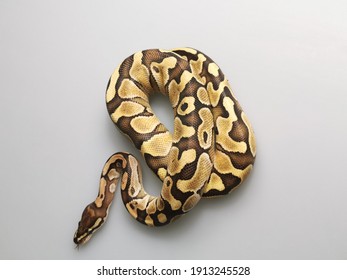 Pastel Lesser Platinum Ball Python Python Stock Photo 126032993 ...